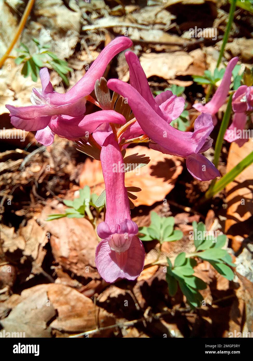 Spring fumewort (Corydalis solida), Ambel Plateau, Vercors, Drome ...