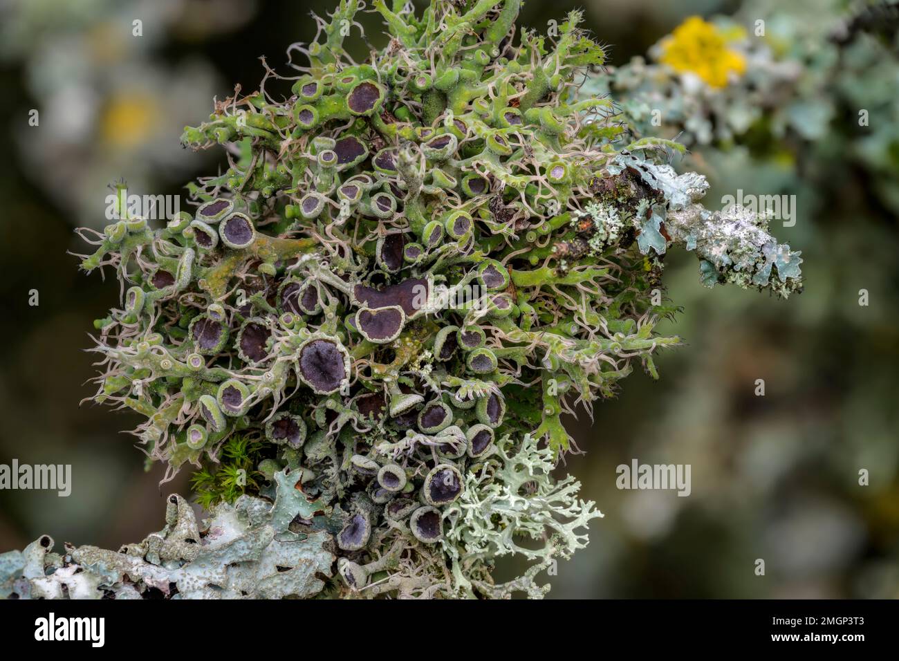 Fruticose and foliaceous lichens on low branches of forest edges, Great ...