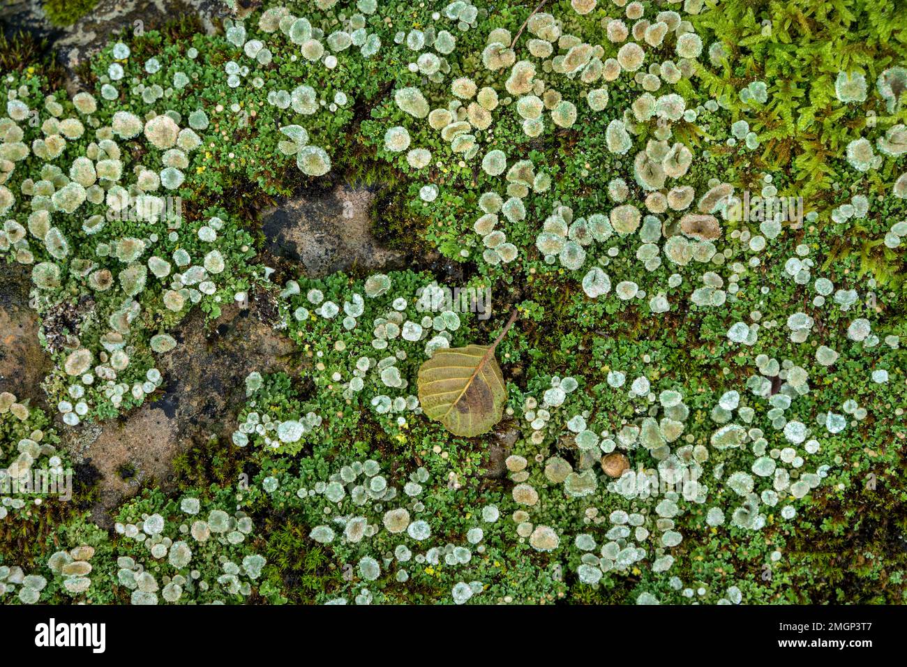 Pebbled cup lichen hi-res stock photography and images - Alamy
