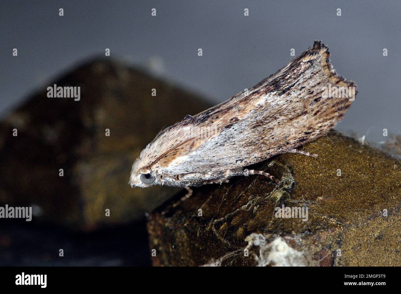 Greater wax moth (Galleria mellonella), Pyralidae. The caterpillars of ...