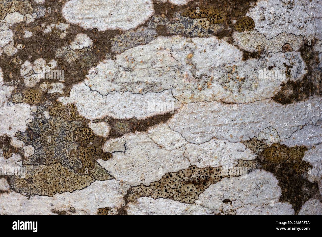 Beech bark covered with a mosaic of typical crustacean lichens, mainly Lecanora (chlarotera ...
