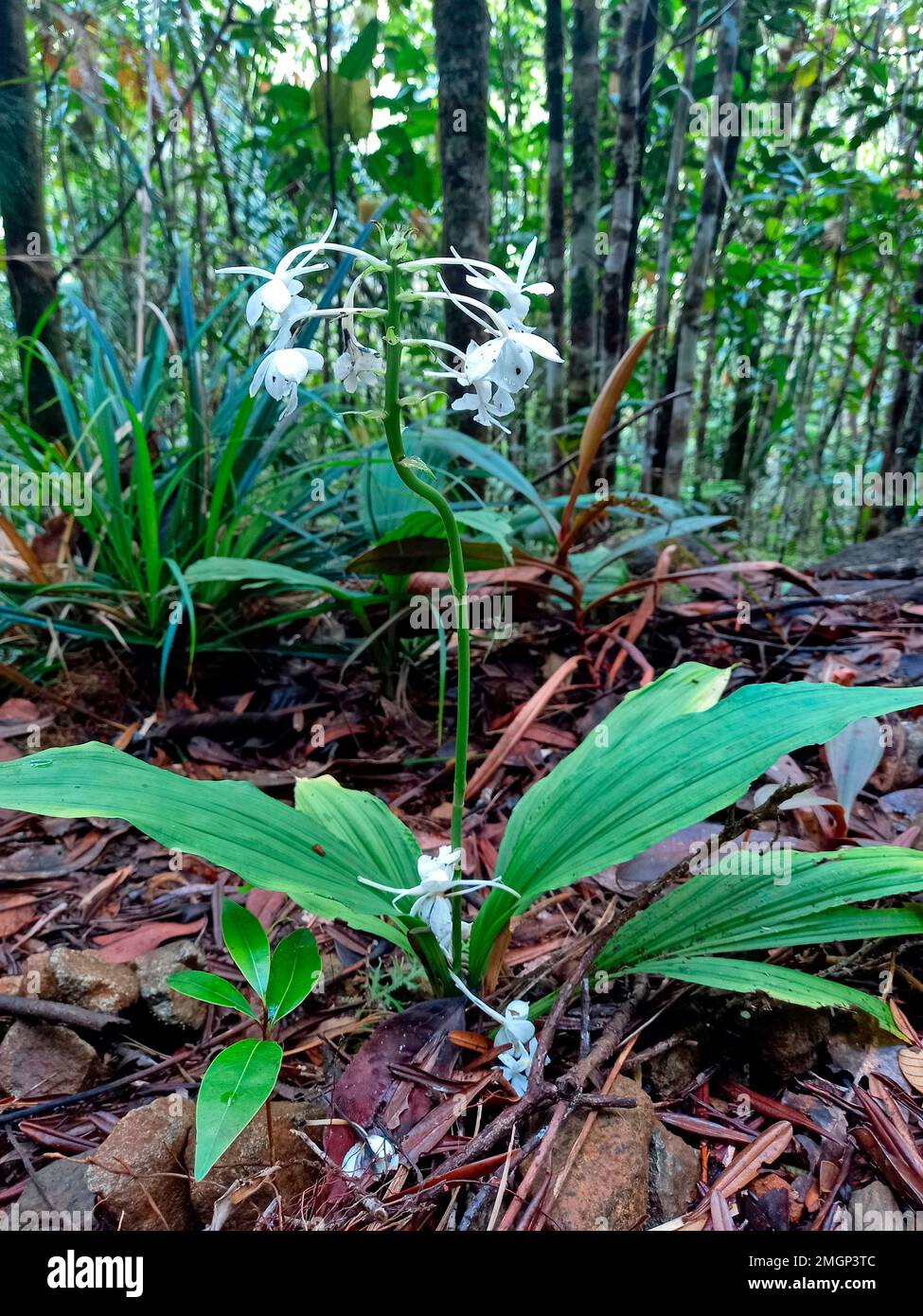 White Calanthe (Calanthe triplicata) in bloom in the undergrowth, Blue ...