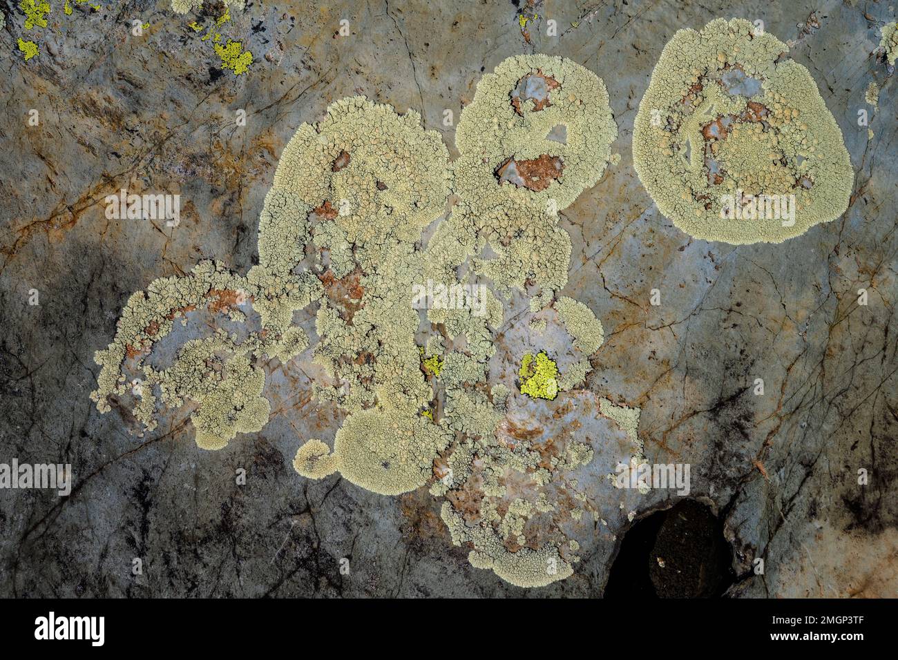 Crustacean lichens of the genus Lecanora in the Haut Var, Shield lichen ...