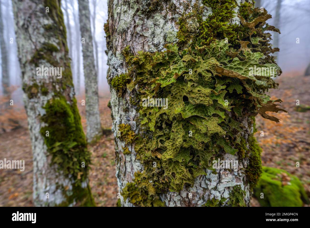 Pulmonary lichen (Lobaria pulmonaria) in the Vercors. A large ...