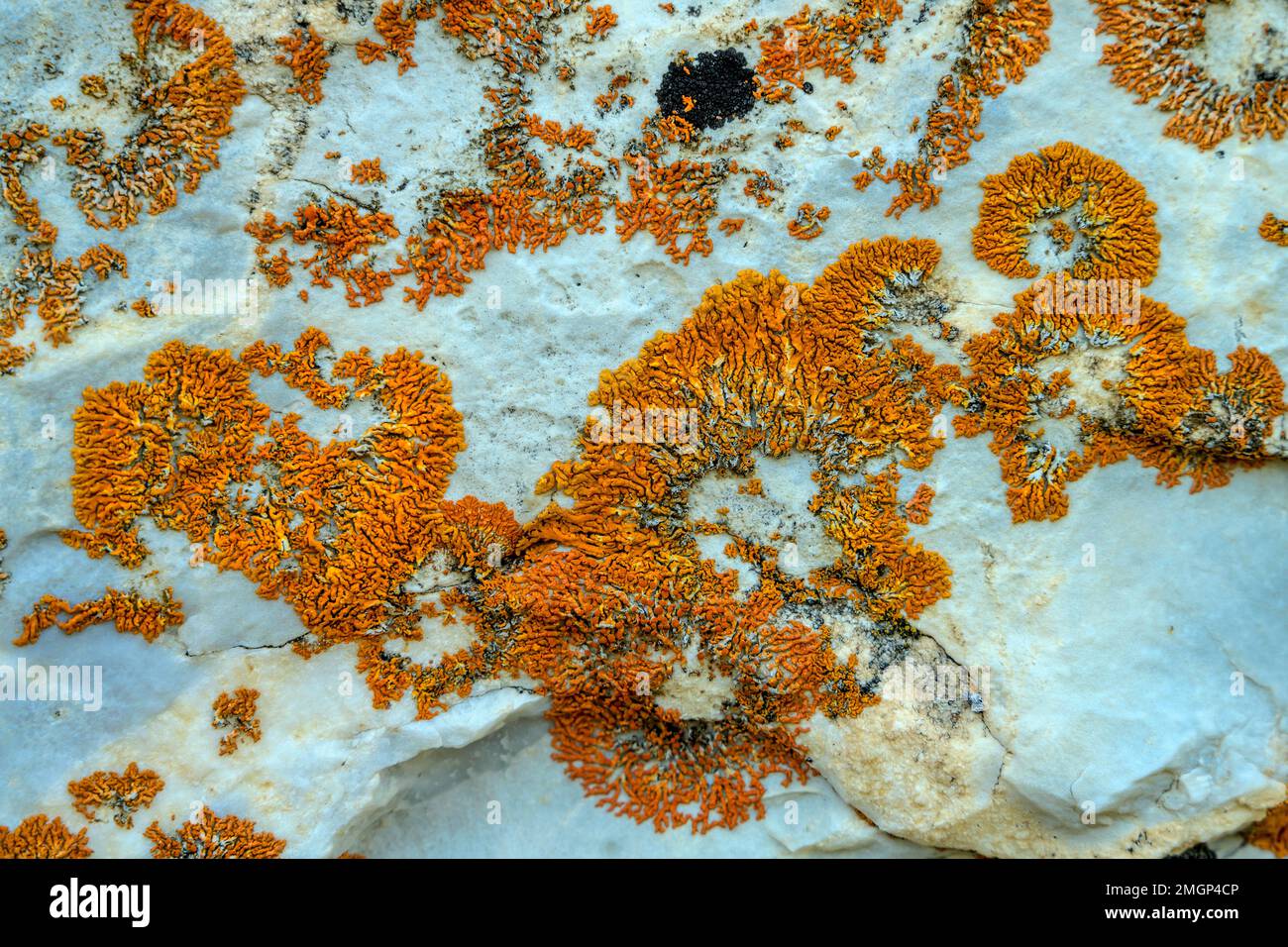 Crustose lichen Xanthoria elegans on a quartzite wall, Saxicolous ...
