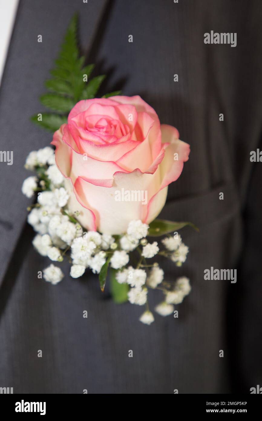 pink rose flower on groom man suit in wedding day celebration Stock ...