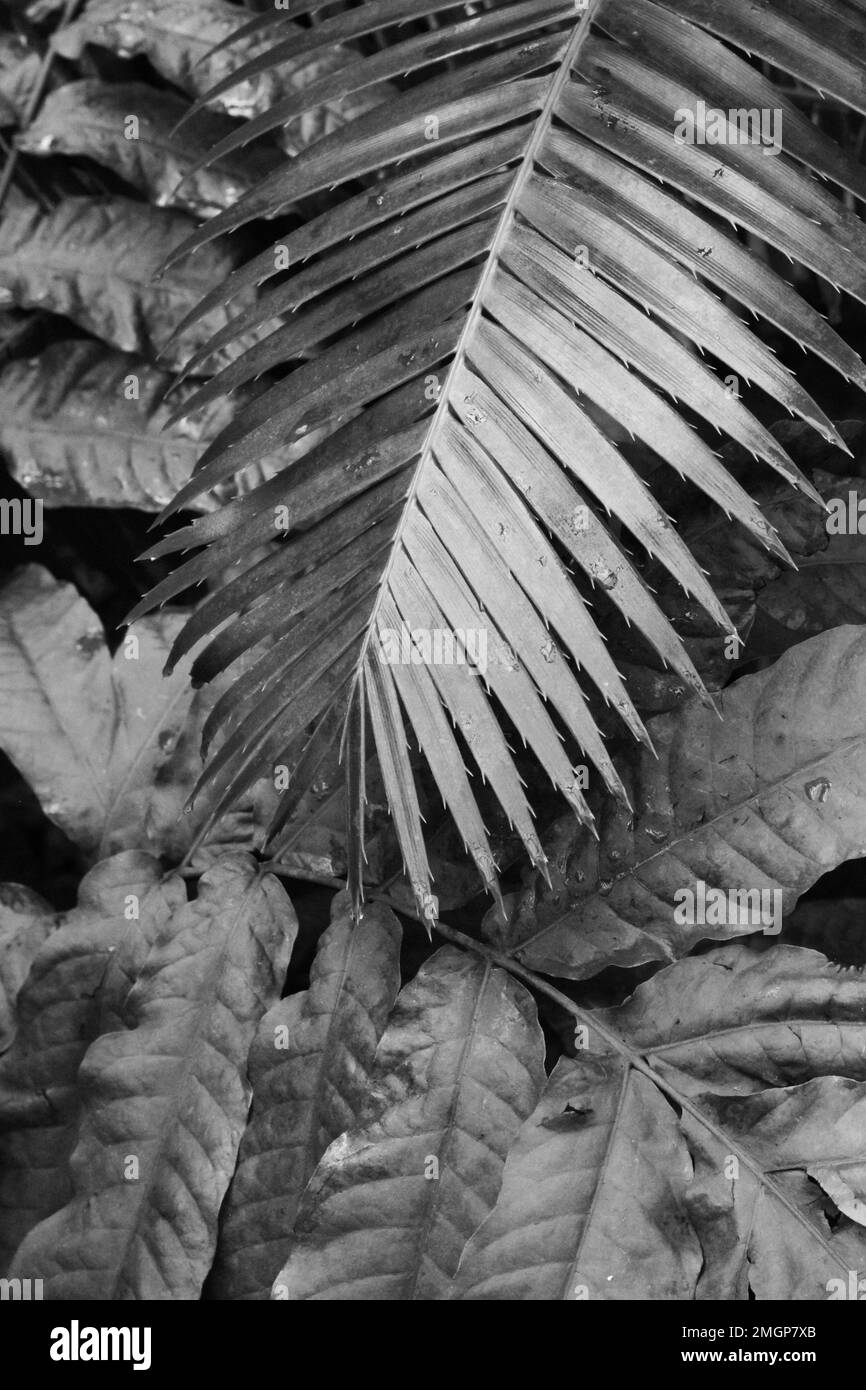 Beautiful leafy ferns growing in the tropical jungle in a black and ...