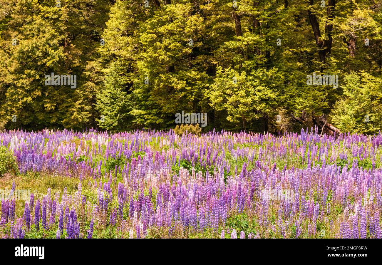 A field of Lupin flowers with trees behind at Cascade Creek near Lake ...