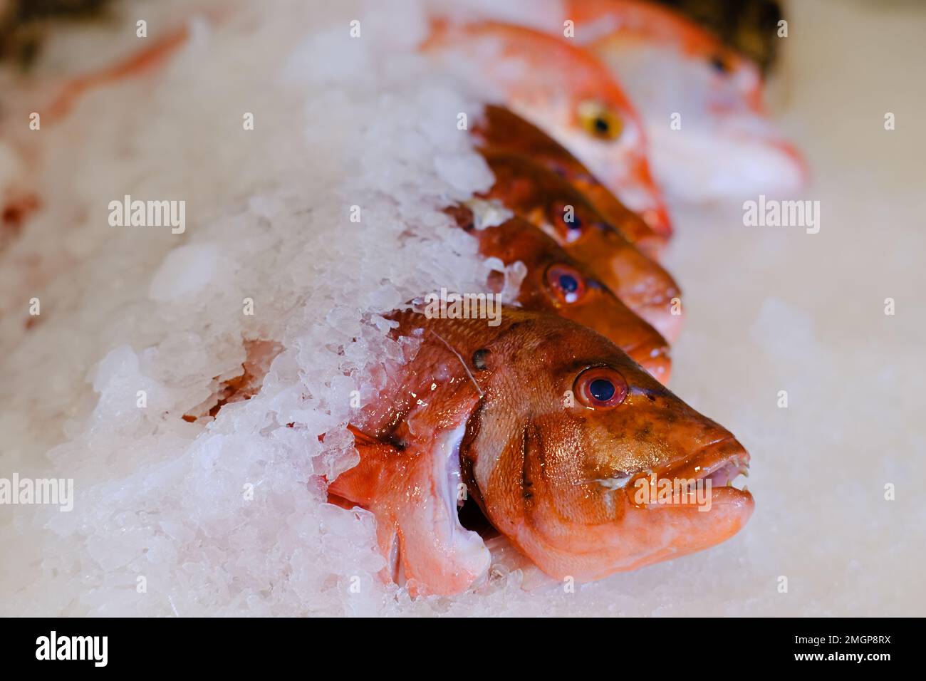 Roman seabream hi-res stock photography and images - Alamy