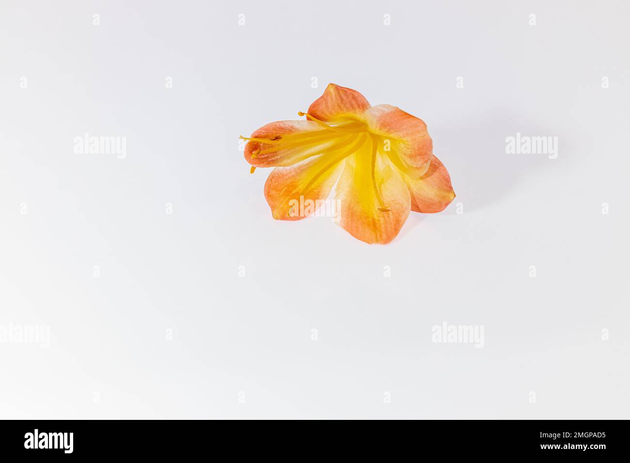 Clive flower highlighted on a white background Stock Photo - Alamy