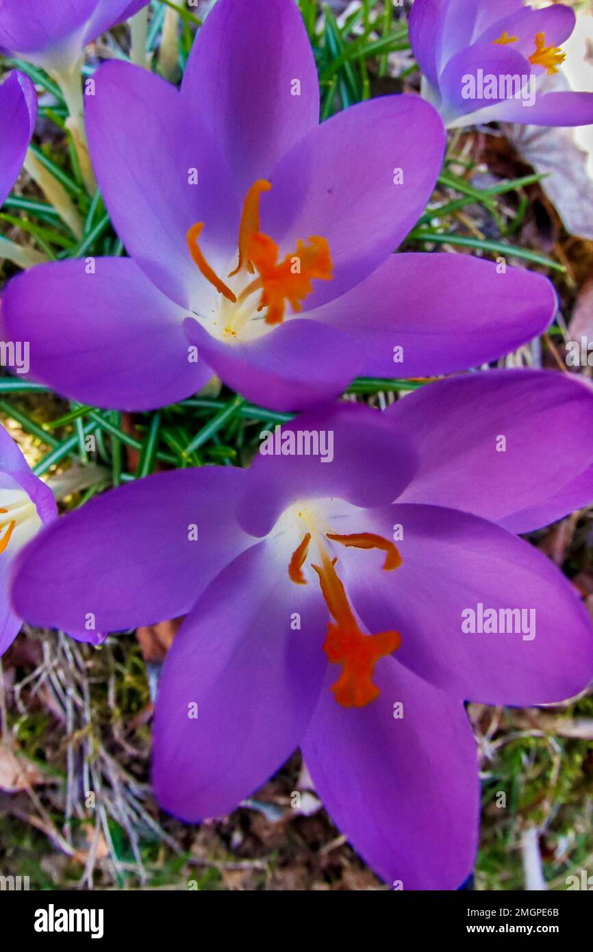 This extreme close-up photo shows crocus bulbs that blossomed as the ...