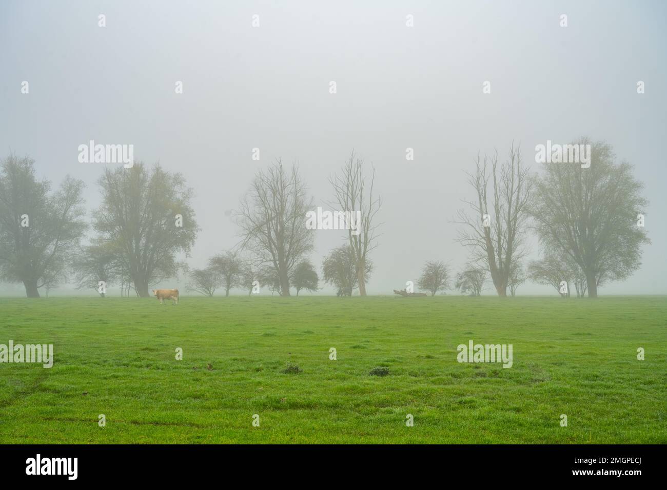 Tree line and Cattle in foggy fields near Margaretting Essex Stock ...