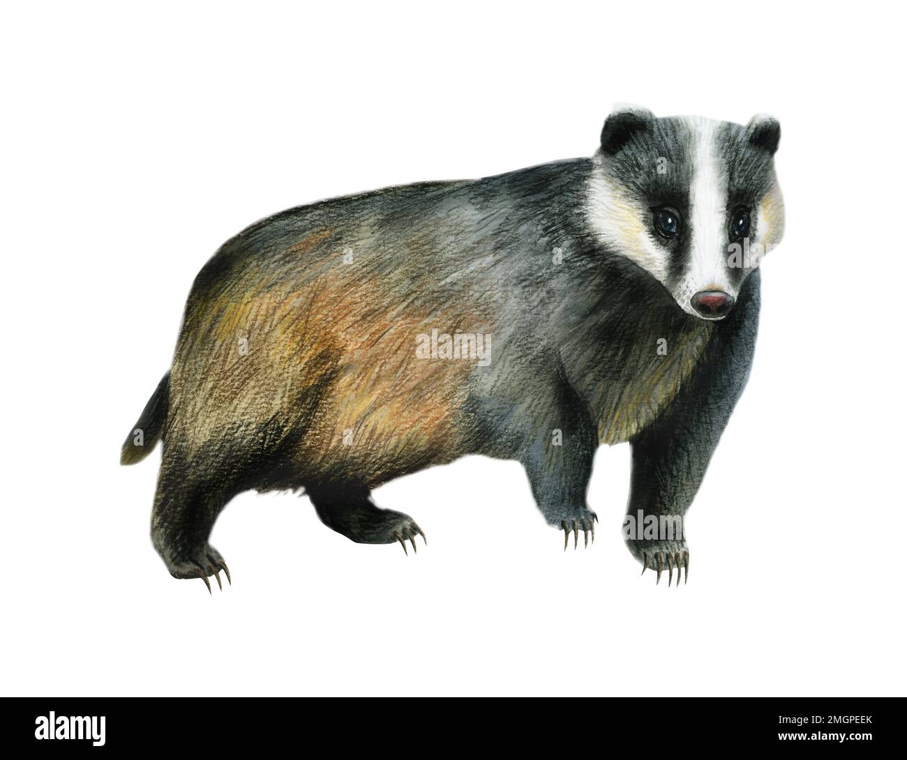 Watercolor wild badger animal, woodland forest illustration. Watercolor ...