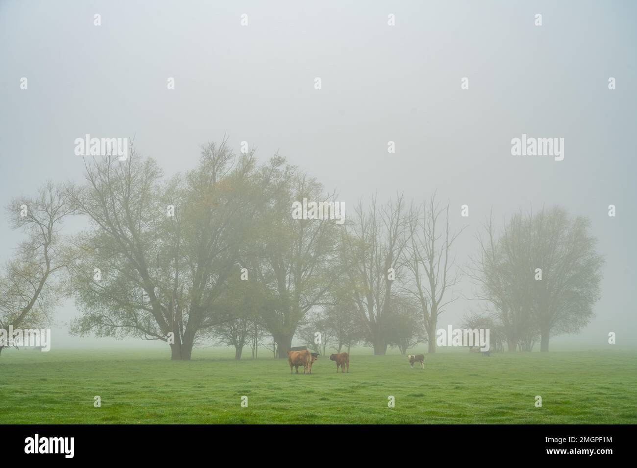 Tree line and Cattle in foggy fields near Margaretting Essex Stock ...