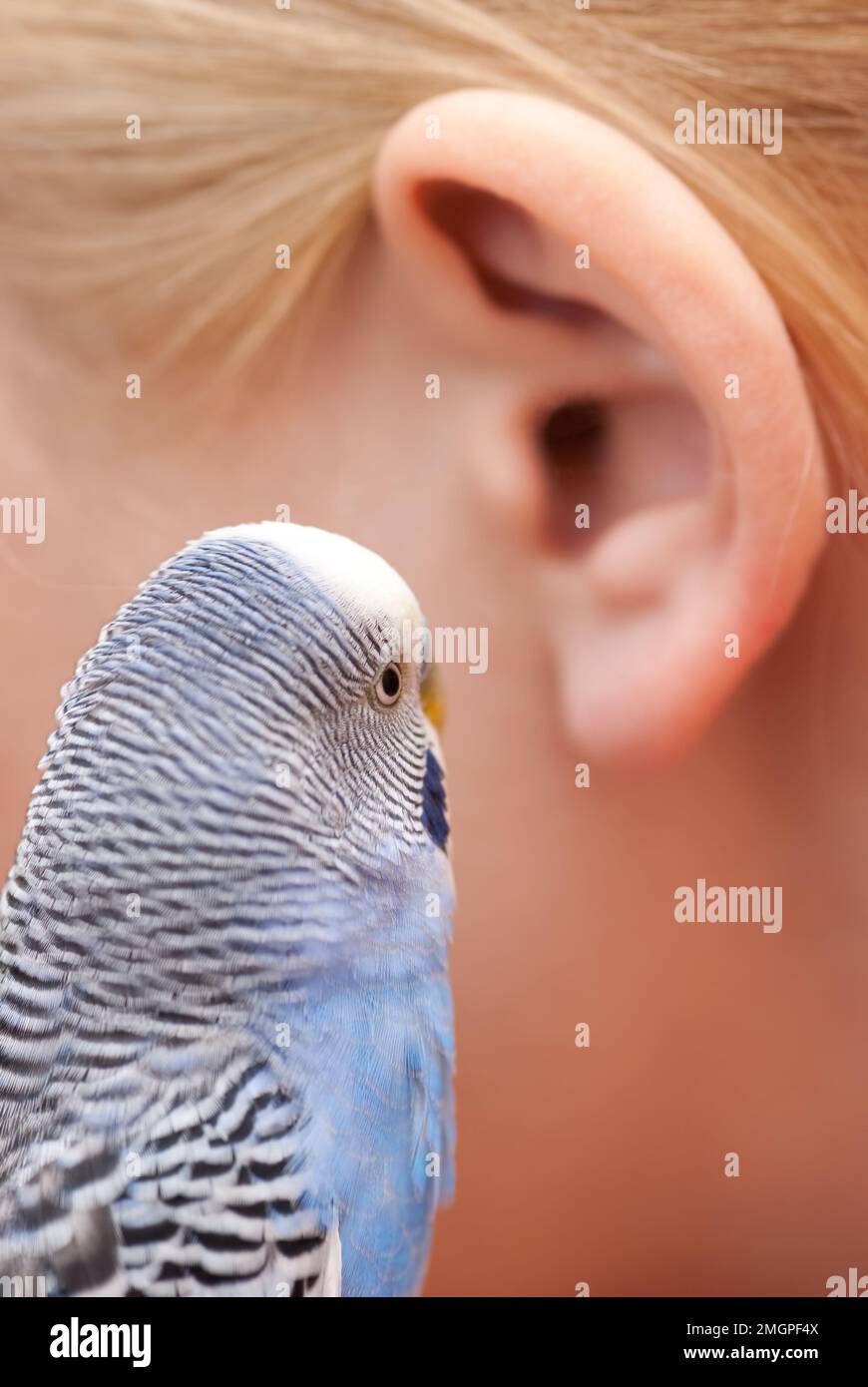Baby budgie hi-res stock photography and images - Alamy