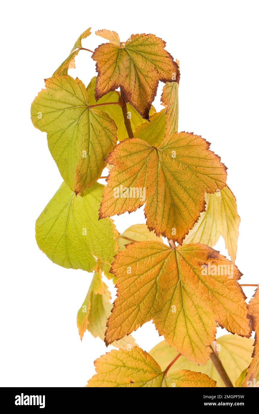 Autumn currant leaves on white Stock Photo - Alamy