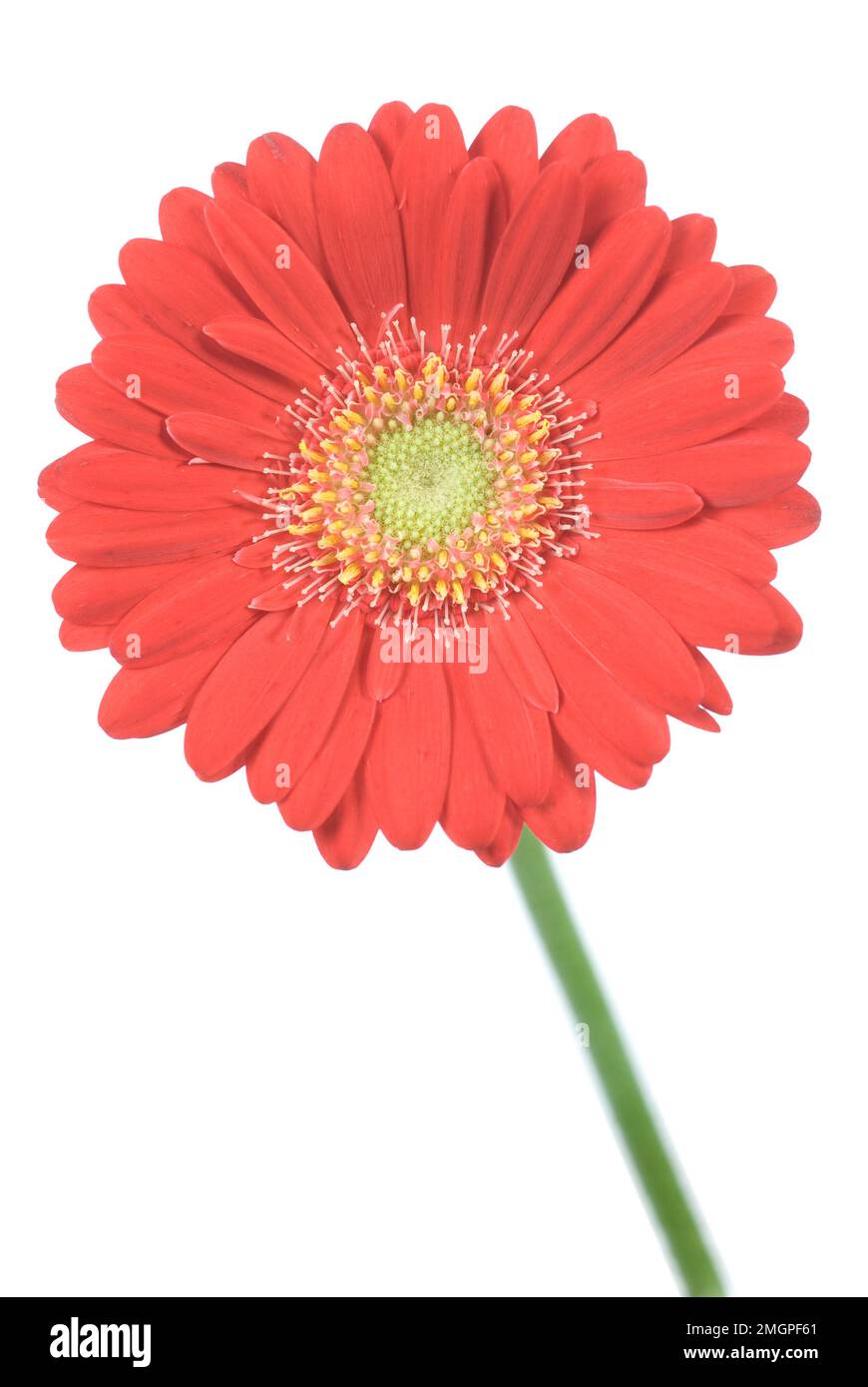 Red gerbera flower on white Stock Photo - Alamy