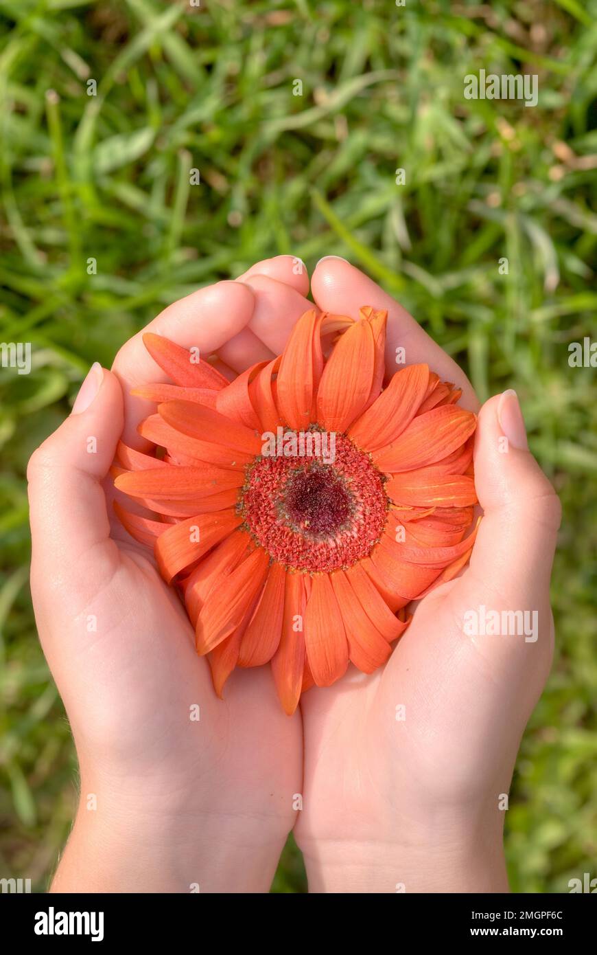 A beautiful gift of the nature in hands Stock Photo - Alamy