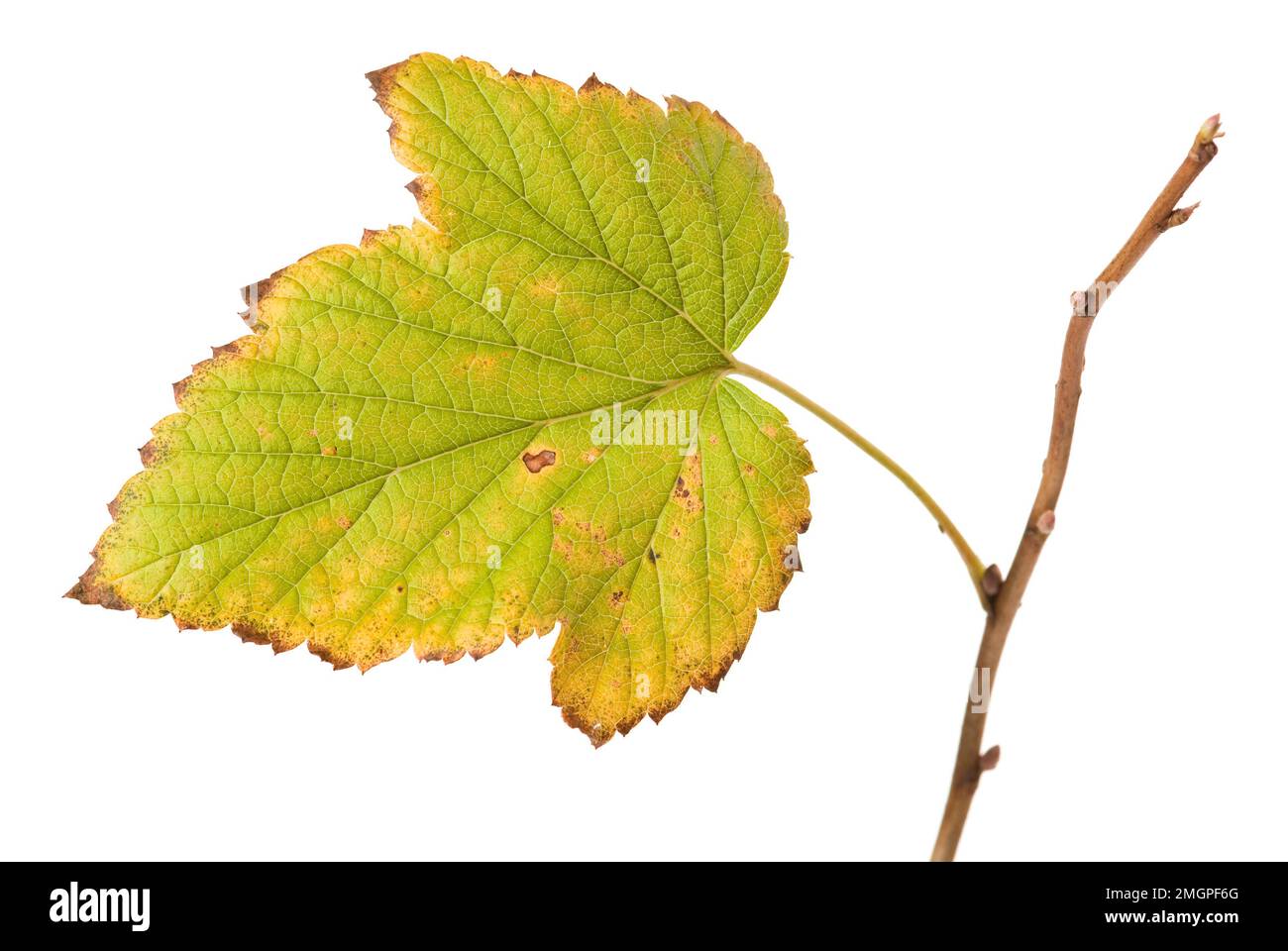 Autumn weather nature in Cut Out Stock Images & Pictures - Alamy