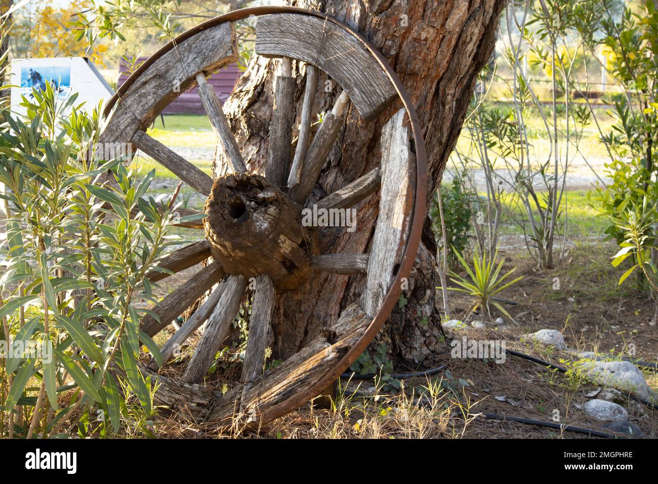 An old wooden cart wheel leaning against a tree trunk Stock Photo - Alamy