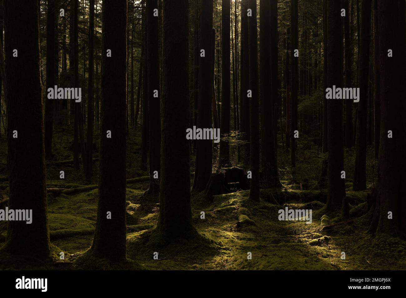 A scenic view of a forest with tall wooden trees and green vegetation ...