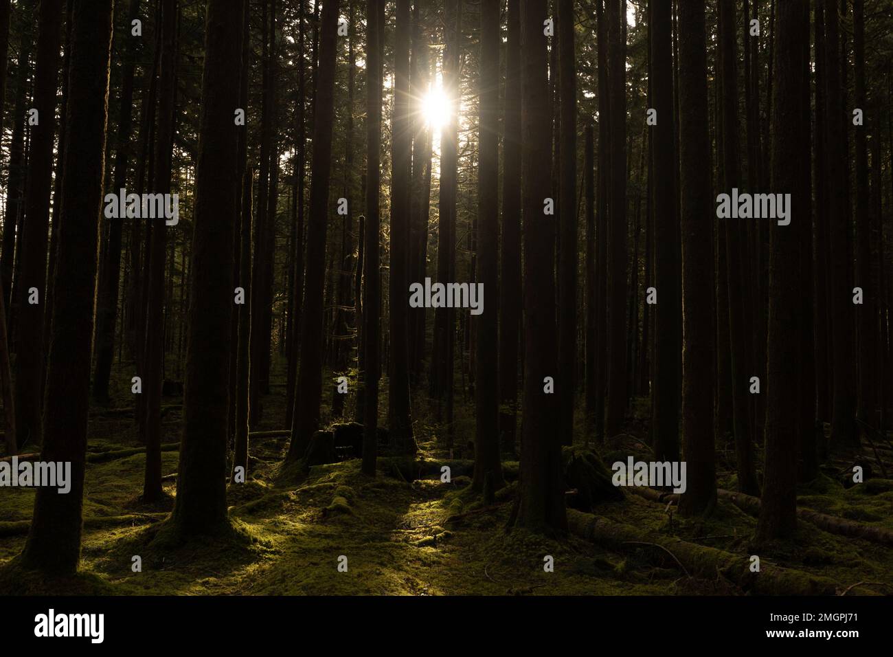 A scenic view of a forest with tall wooden trees and green vegetation ...