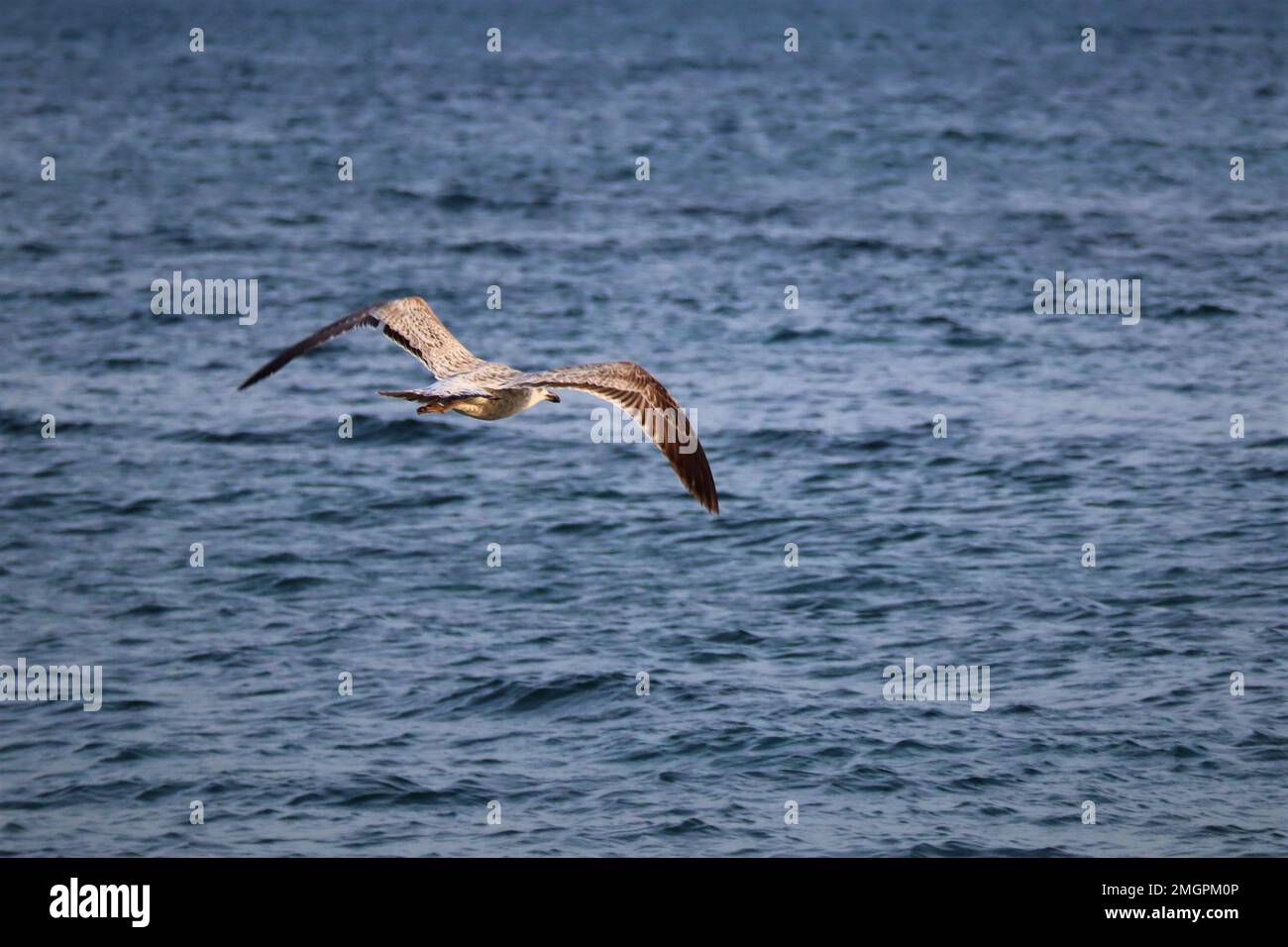A seagull flying over a coast on a sunny day Stock Photo - Alamy