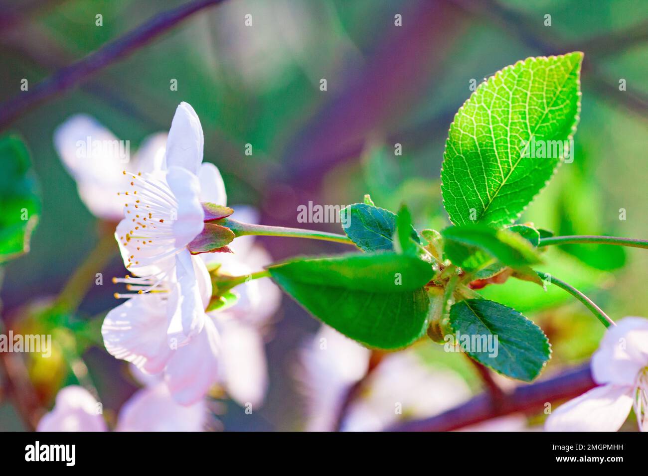 Beautiful nature scene with blooming tree and sun flare. Sunny day ...