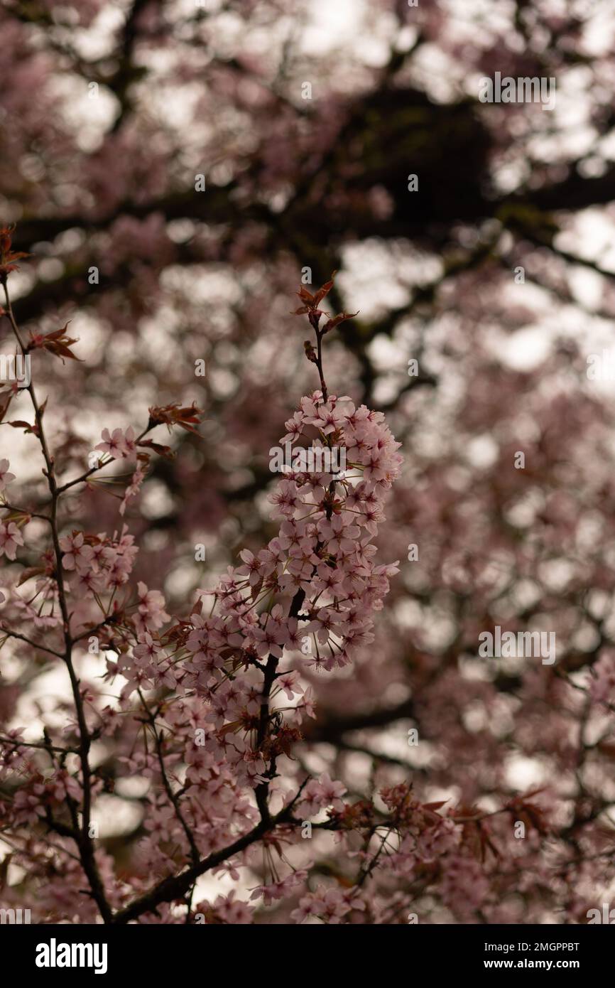 A vertical shot of pink blossoms on a branch of a tree in a park in ...