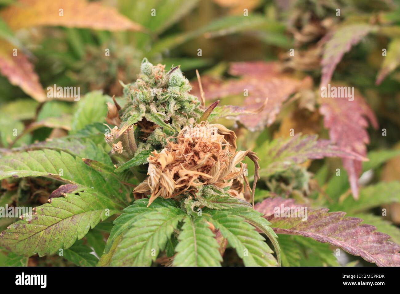 Medical cannabis plants in greenhouse THC CBD Stock Photo - Alamy