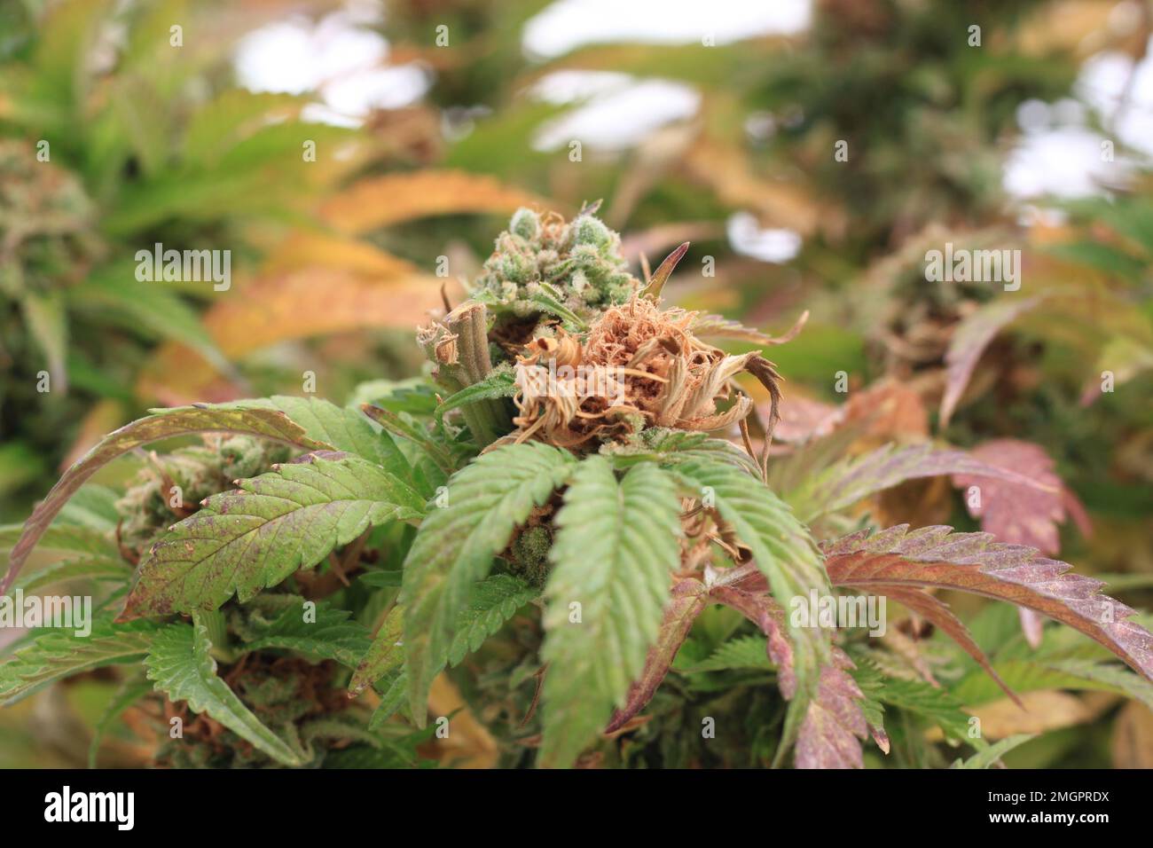 Medical cannabis plants in greenhouse THC CBD Stock Photo - Alamy