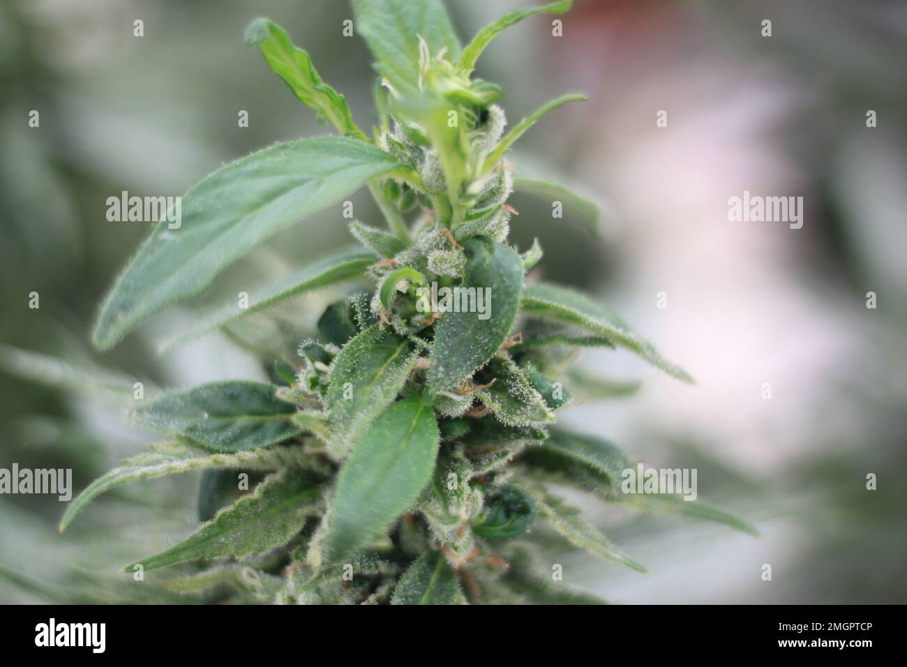 Medical cannabis plants in greenhouse THC CBD Stock Photo - Alamy