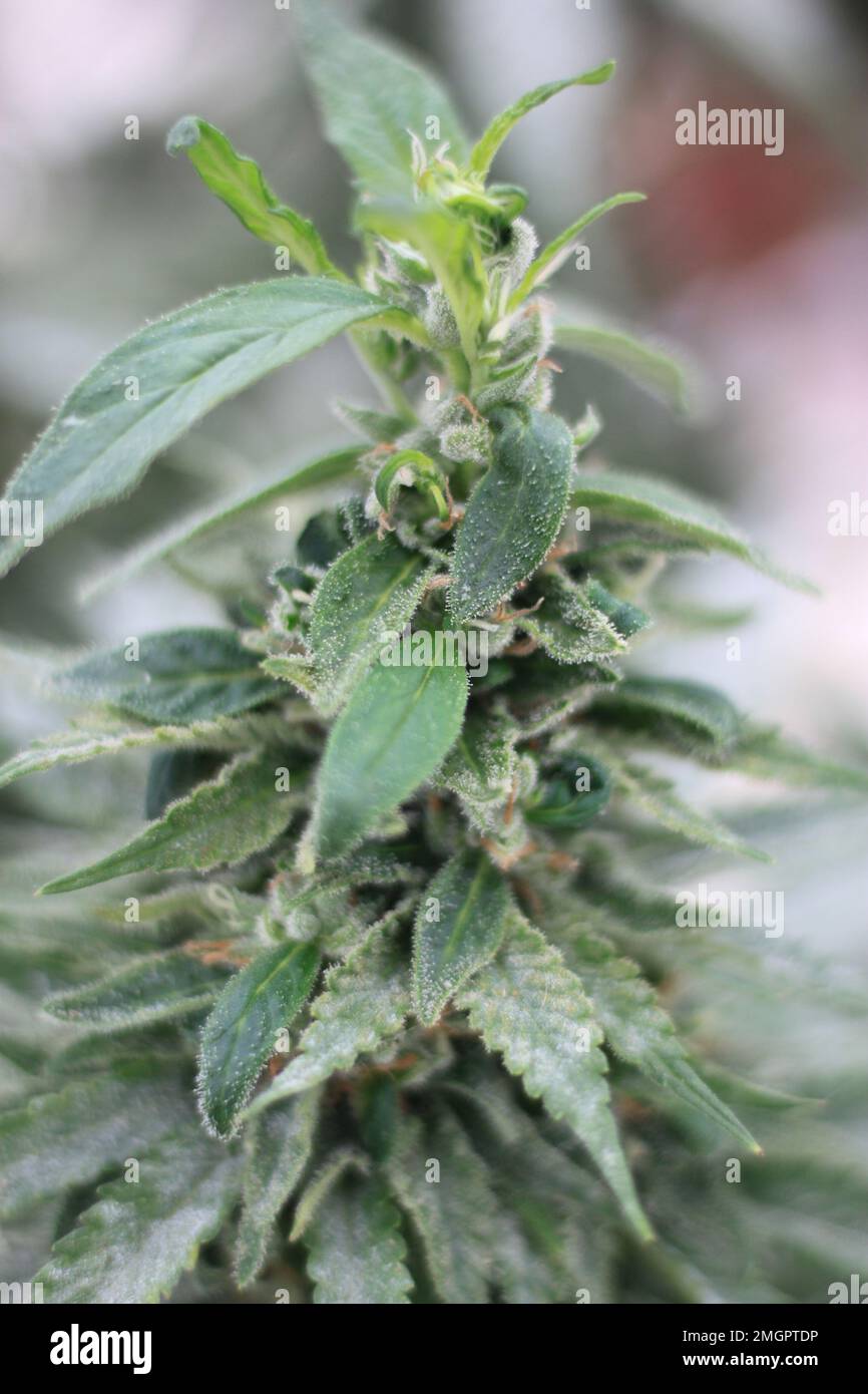 Medical cannabis plants in greenhouse THC CBD Stock Photo - Alamy