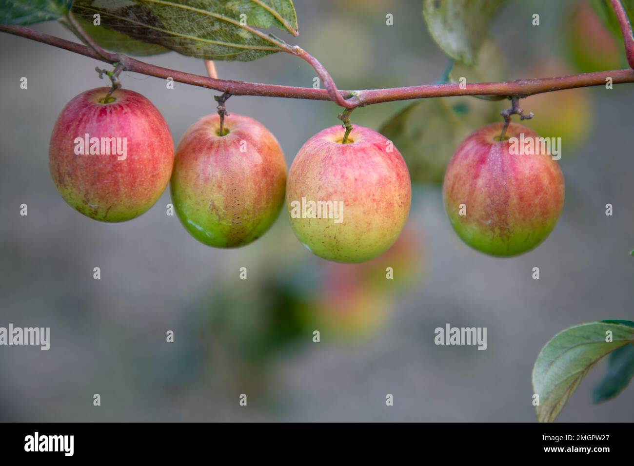 Red jujube fruits or apple kul boroi on a tree in faridpur, Bangladesh ...