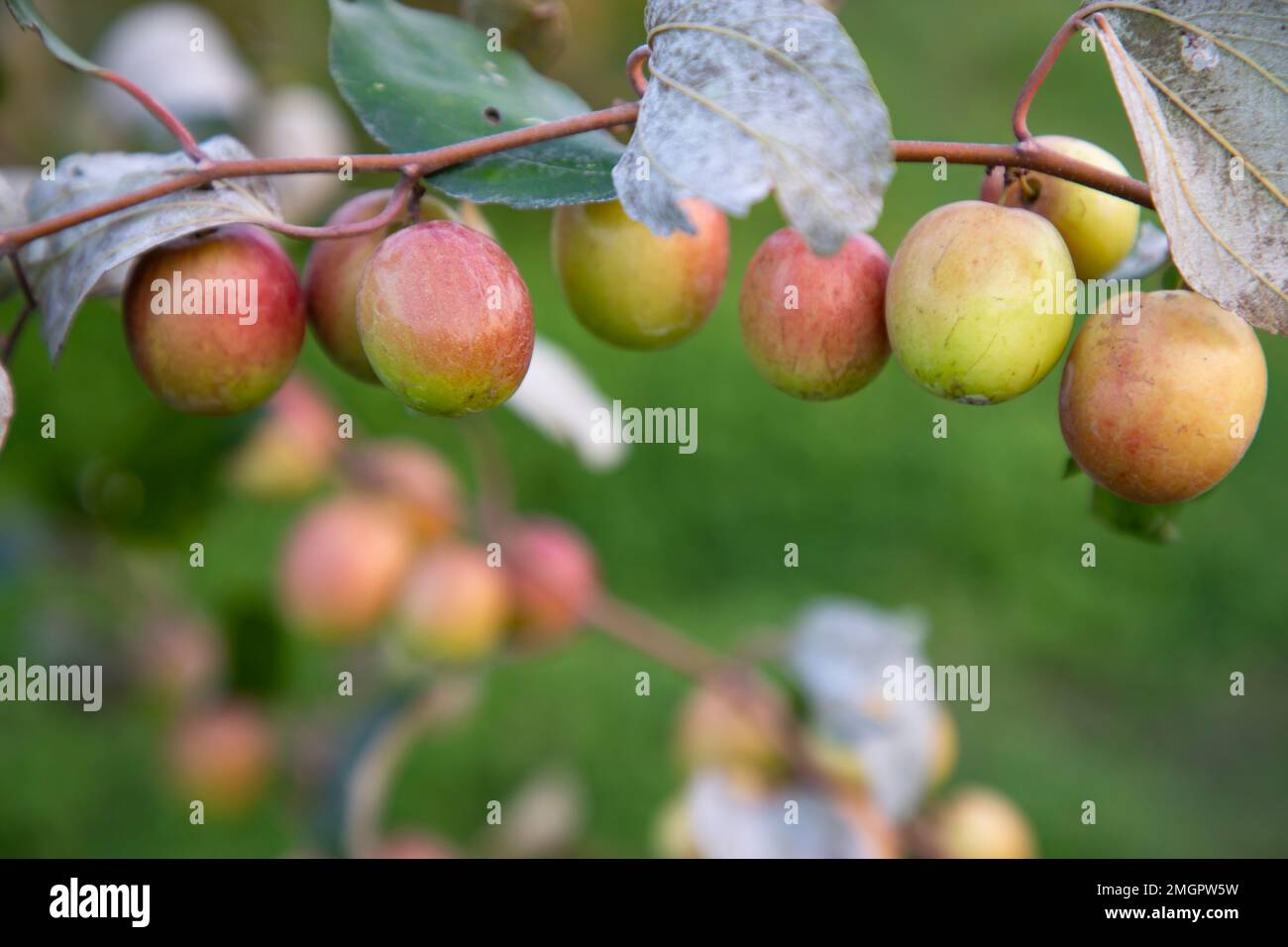 Chinese plums hi-res stock photography and images - Alamy