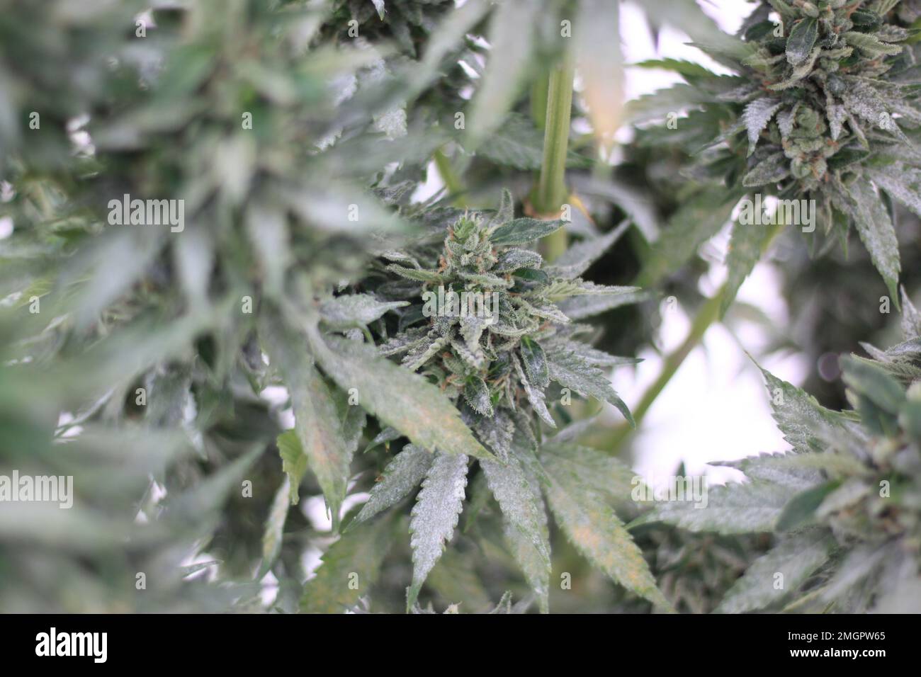 Medical cannabis plants in greenhouse THC CBD Stock Photo - Alamy