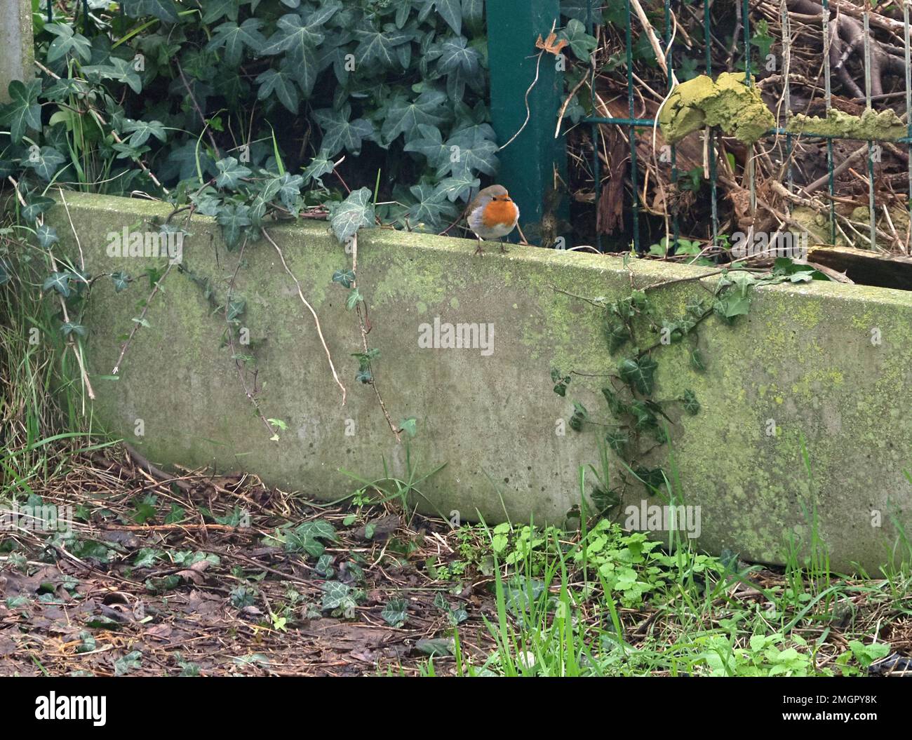 Sheerness, Kent, UK. 26th Jan, 2023. UK Weather: a Robin - Britain's ...