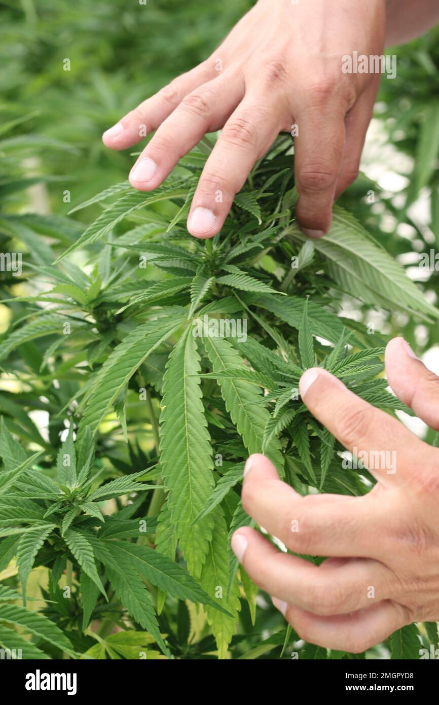 Medical cannabis plants in greenhouse THC CBD Stock Photo - Alamy