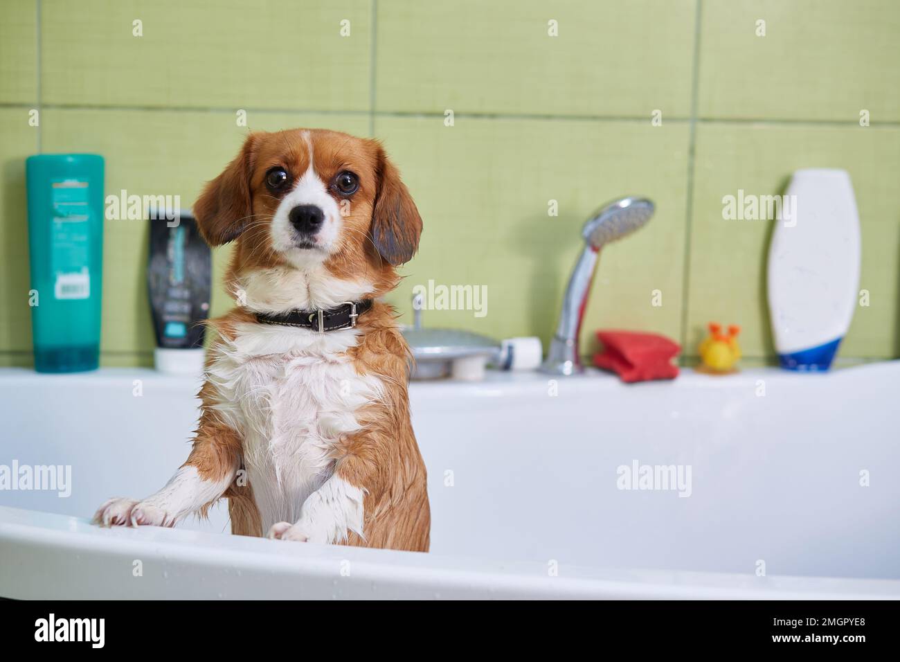 A very cute dog, a half-breed redhead with white, takes a bath Stock ...