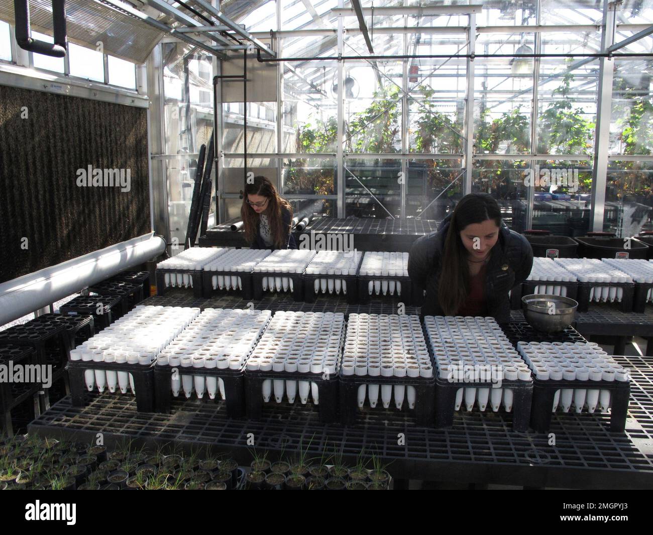 Beth Leger, left, a plant ecologist at the University of Nevada, Reno ...