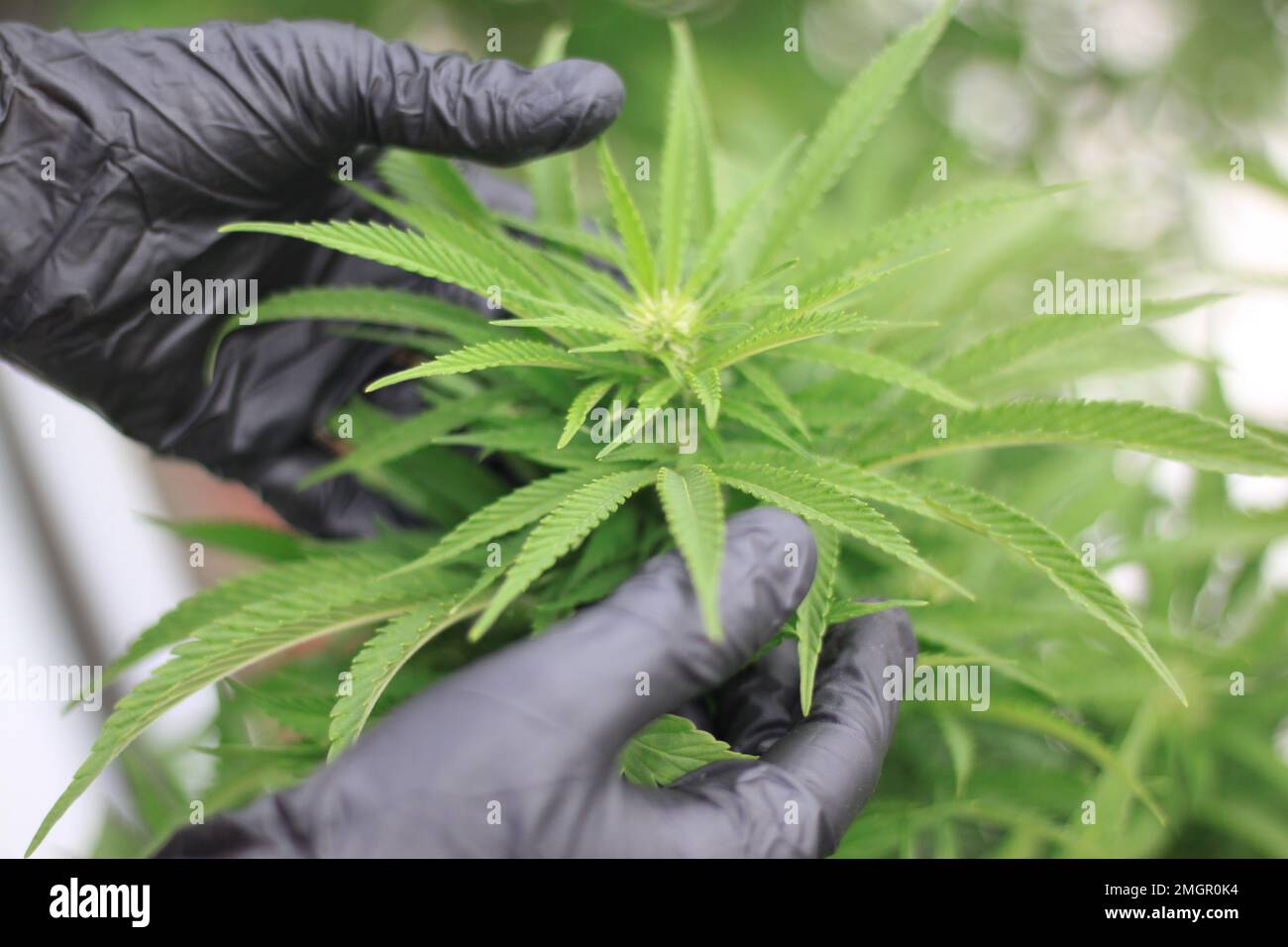 Medical cannabis plants in greenhouse THC CBD Stock Photo - Alamy