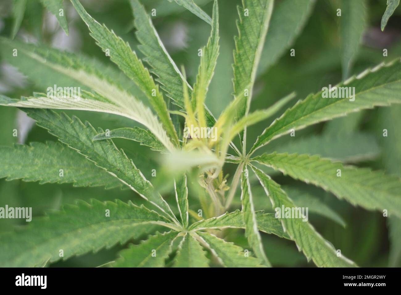 Medical cannabis plants in greenhouse THC CBD Stock Photo - Alamy