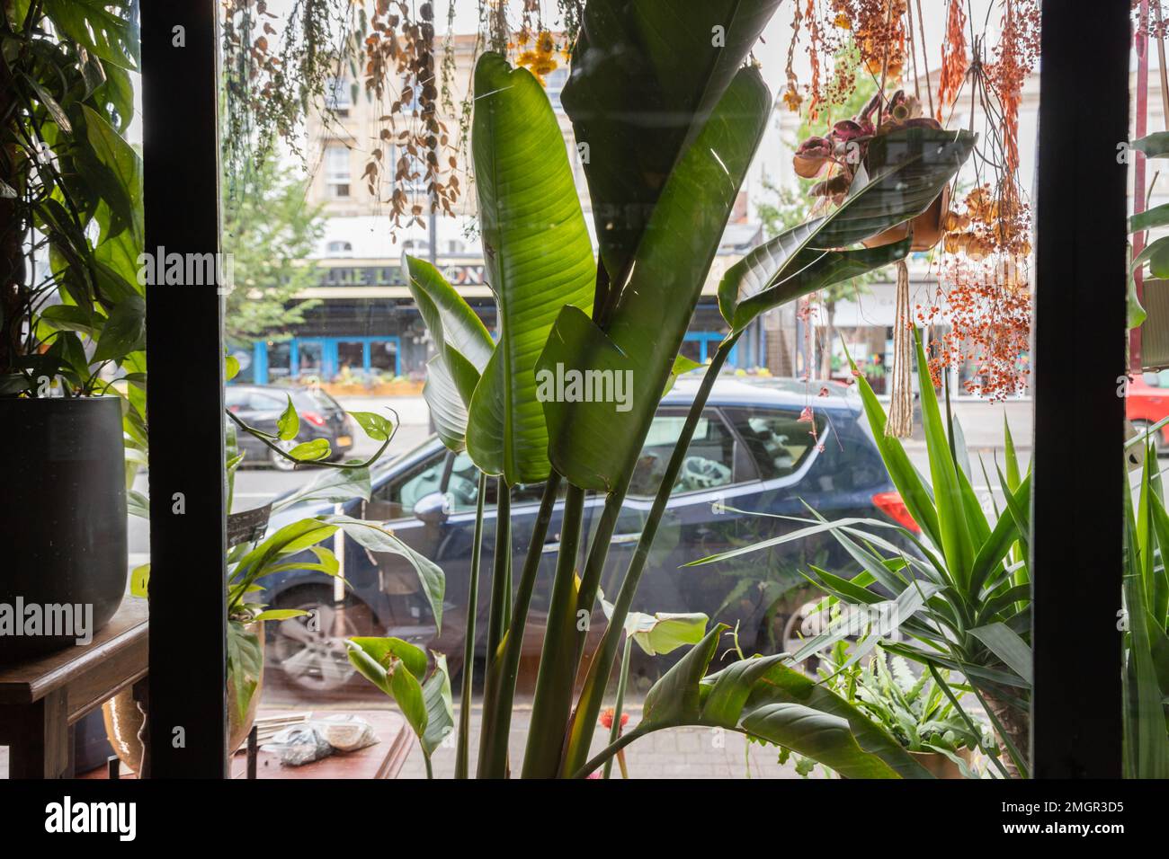 View through a shop window from the inside with plants, UK Stock Photo ...