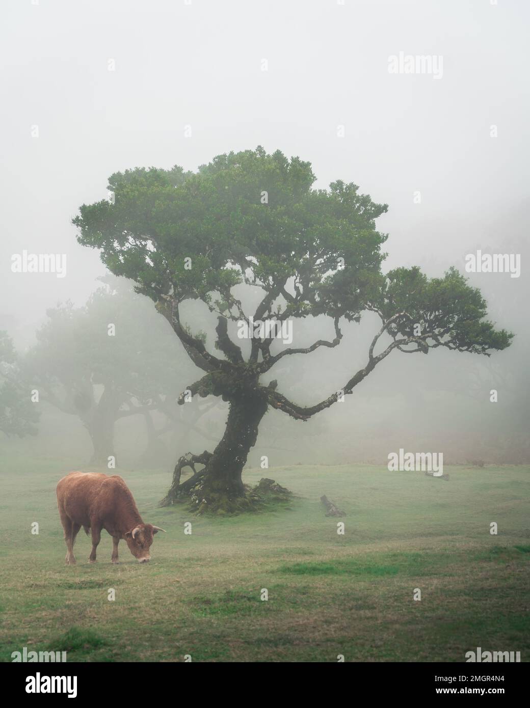 Fanal forest hi-res stock photography and images - Alamy