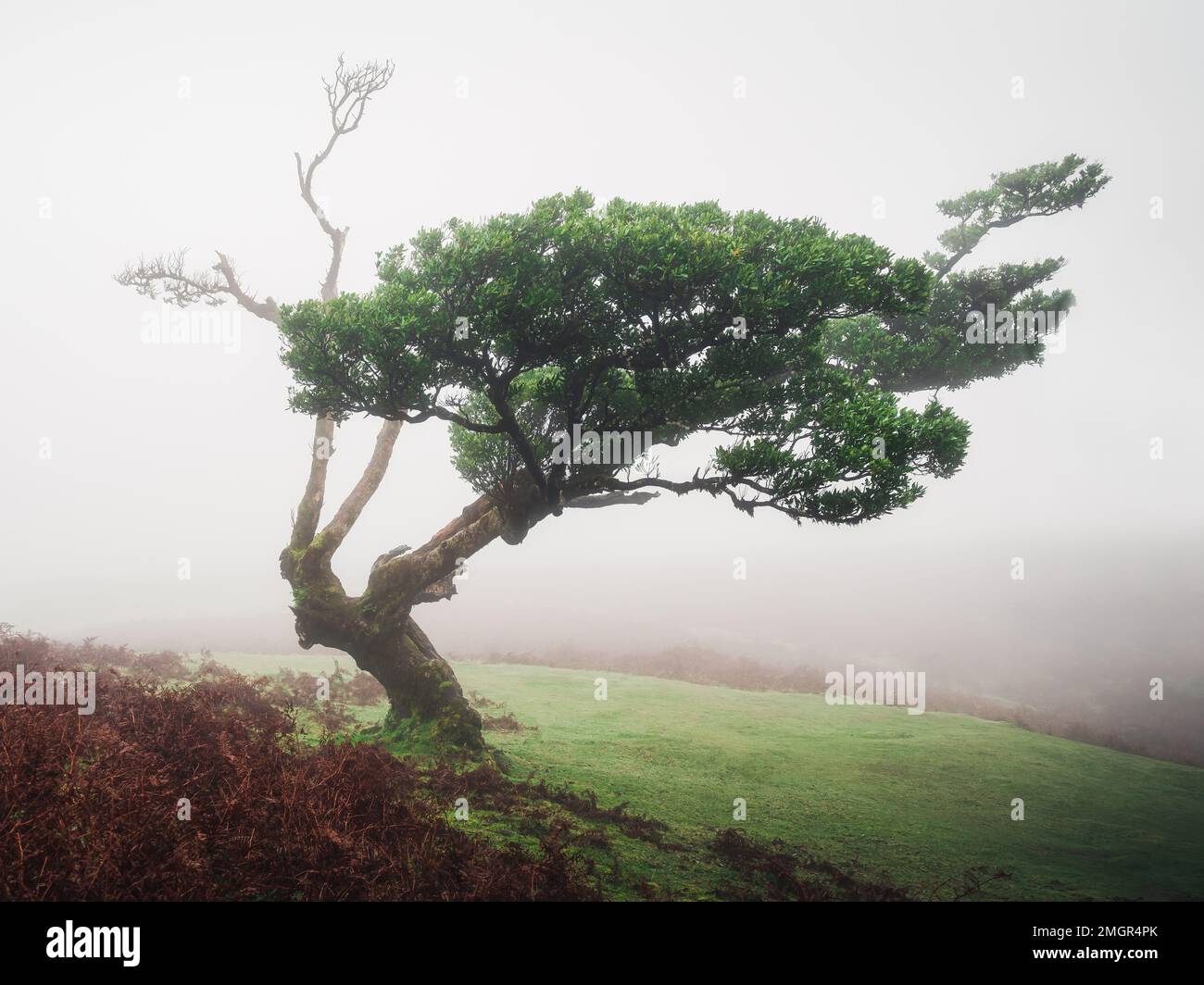 Fanal forest hi-res stock photography and images - Alamy