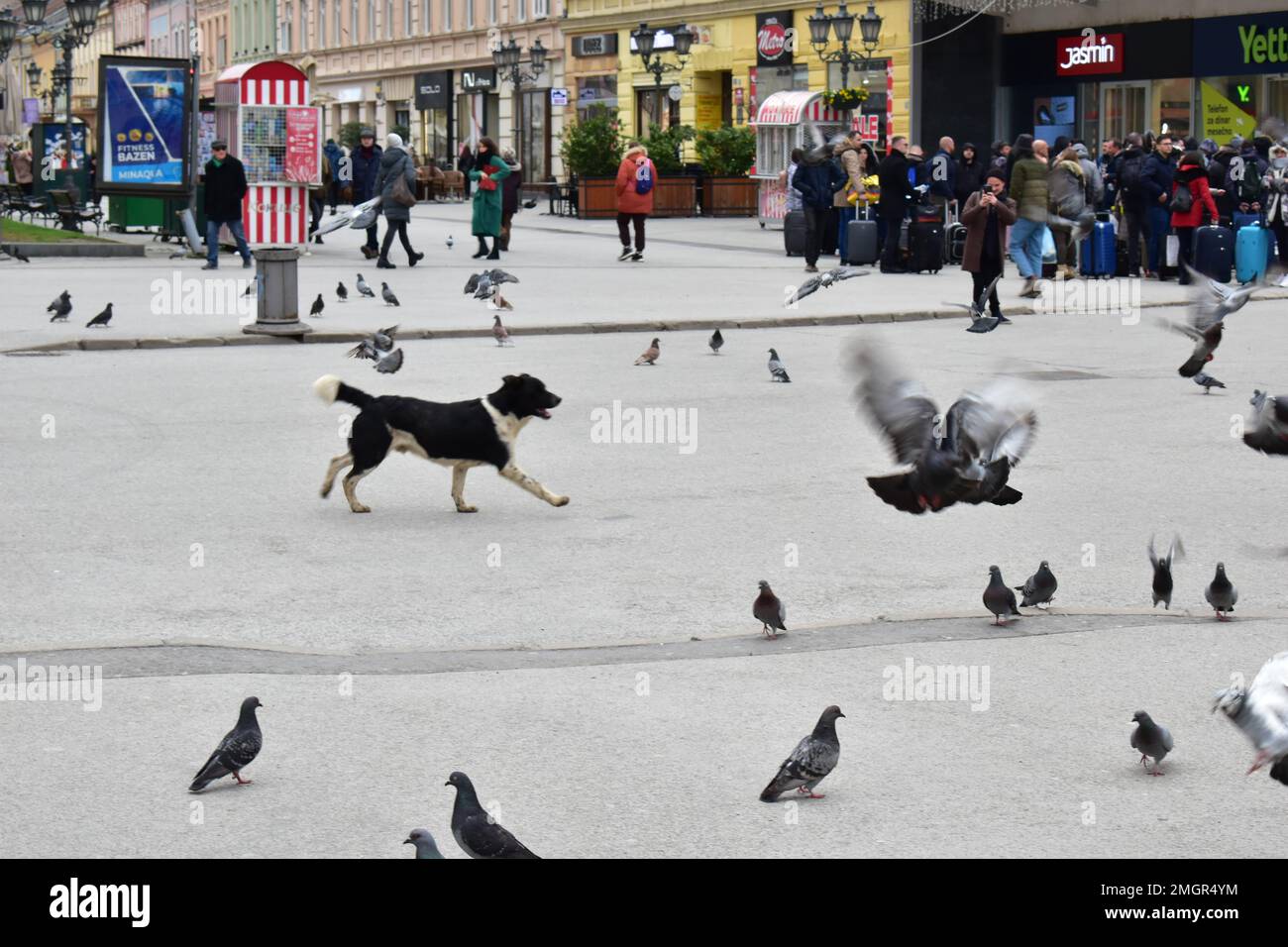Dog running on a pigeons in the city center Stock Photo - Alamy