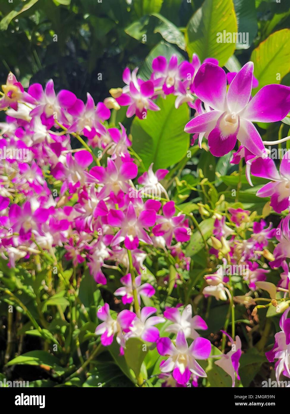 A vertical shot of pink orchid flowers in the garden Stock Photo - Alamy