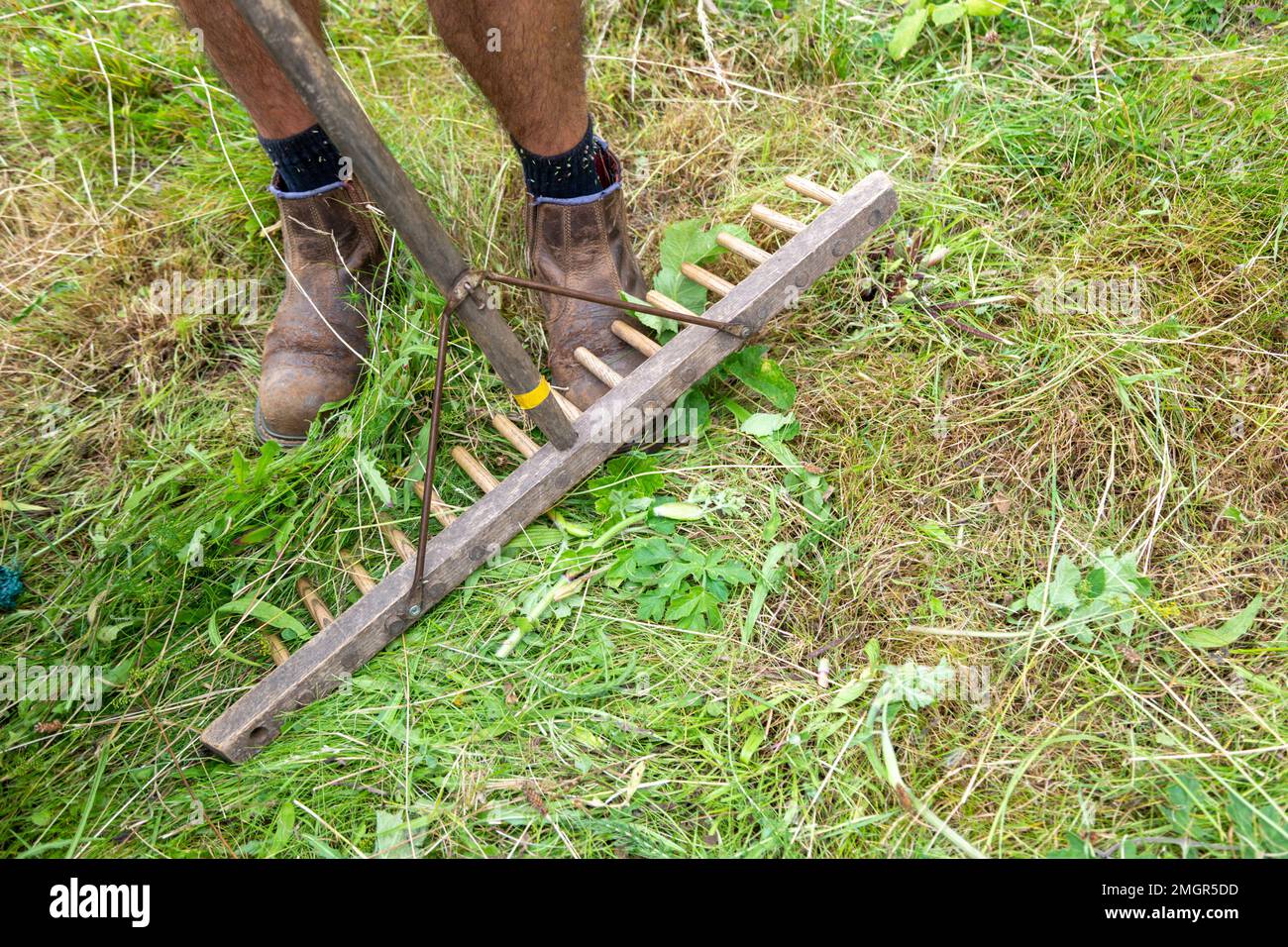 Wooden rake on a rough patch of grass Stock Photo - Alamy