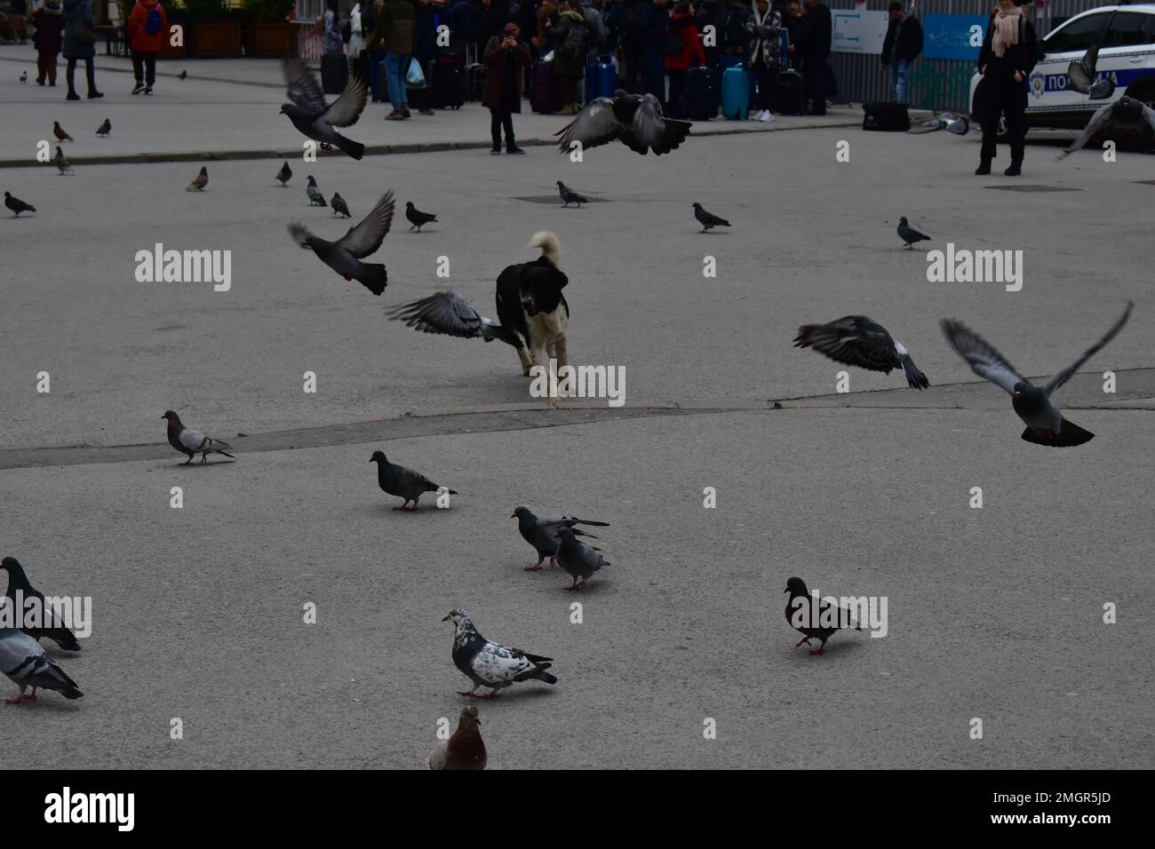Dog running on a pigeons in the city center Stock Photo - Alamy