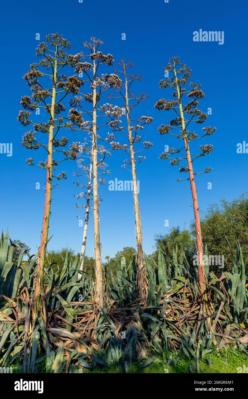 Blooming Agaves in a Park in Cyprus Stock Photo - Alamy